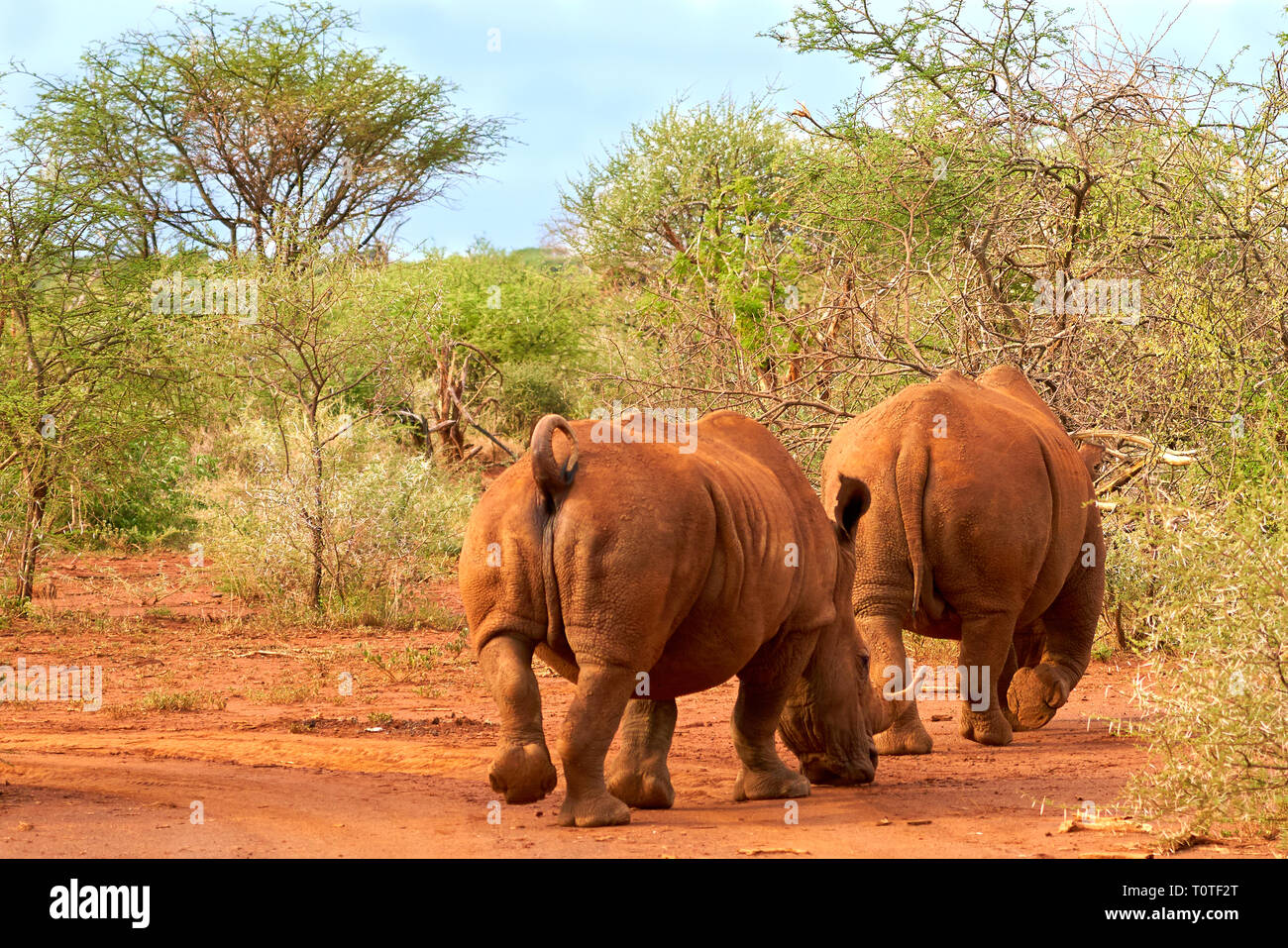 Zebra cuddling, Rhino,Birds,Eagle Stock Photo - Alamy