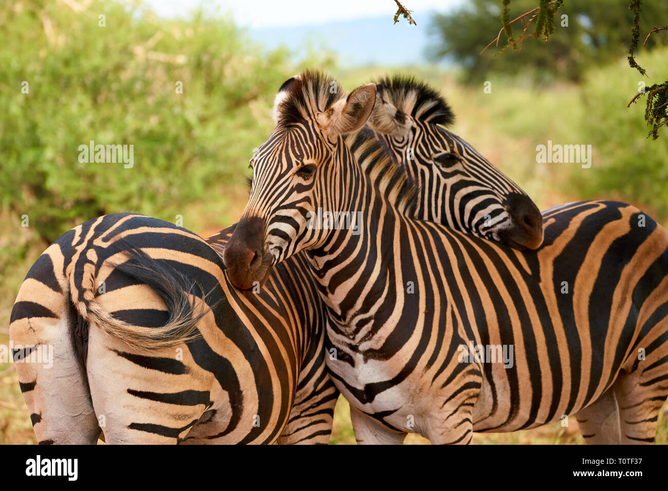 Pictures High Resolution Stock Photography and Images - Alamy