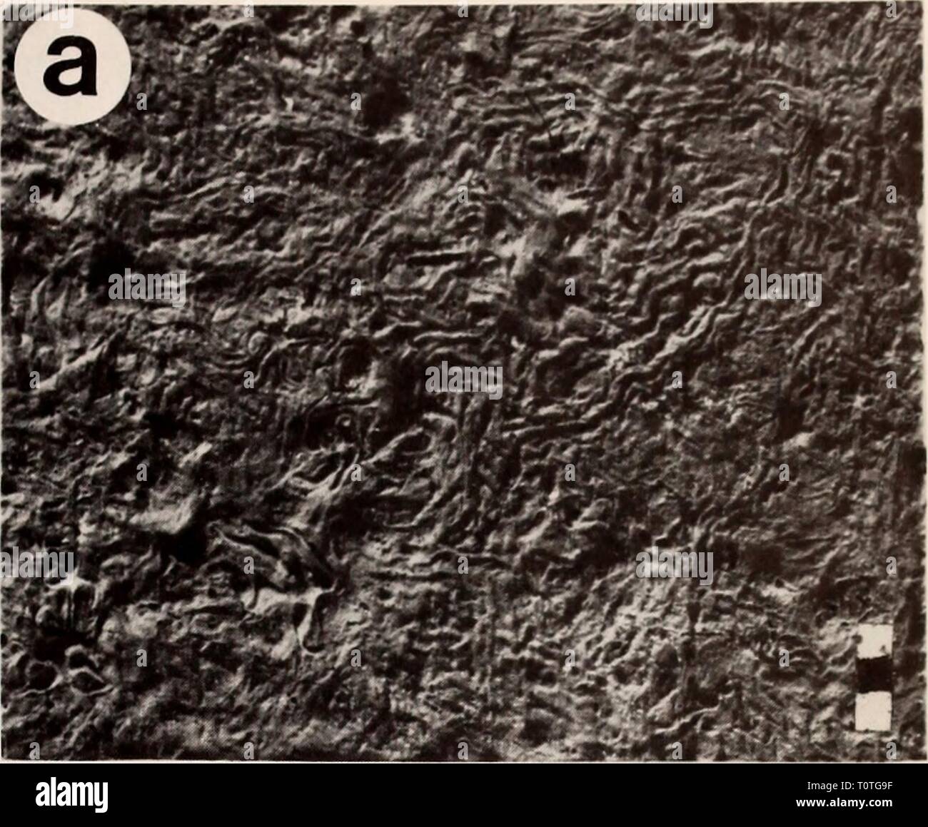 The Eastern Bering Sea Shelf Stock Photo - Alamy