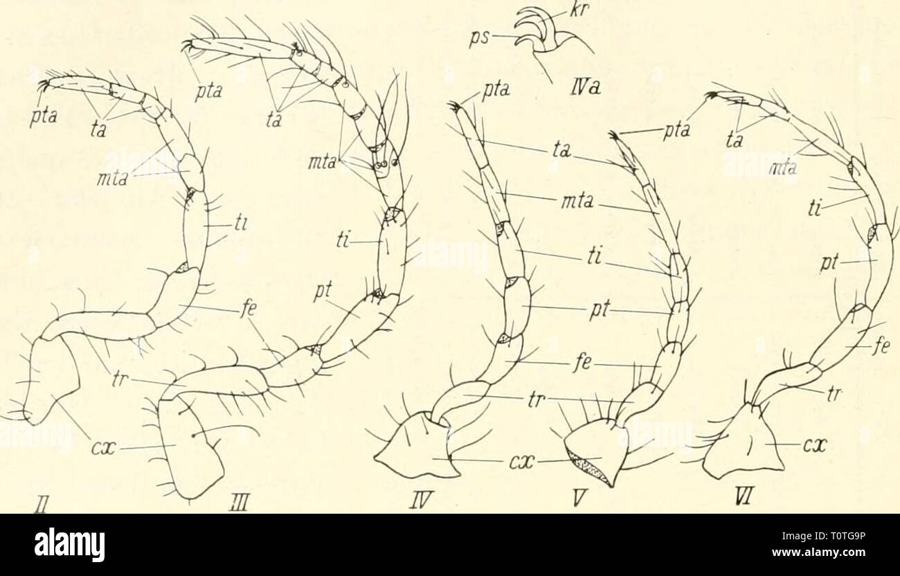 Palpigradi hi-res stock photography and images - Alamy