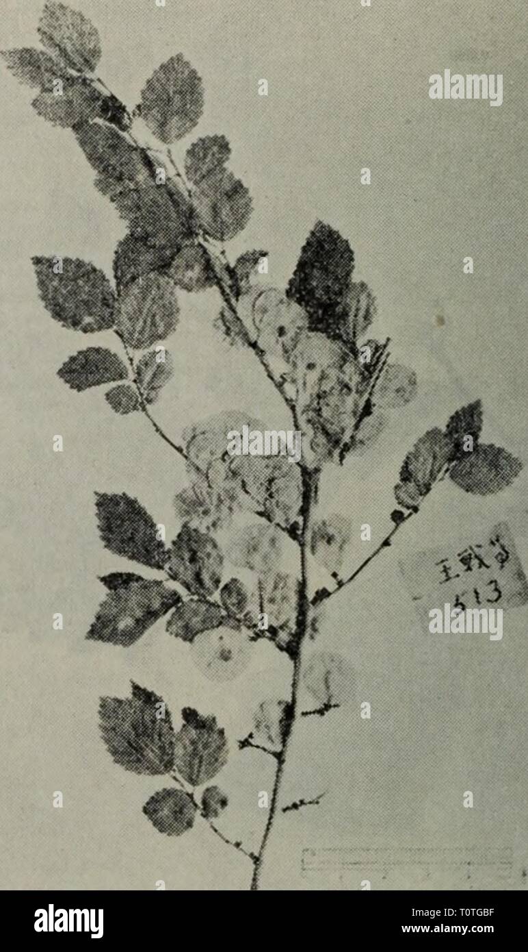 Koidz hi-res stock photography and images - Alamy