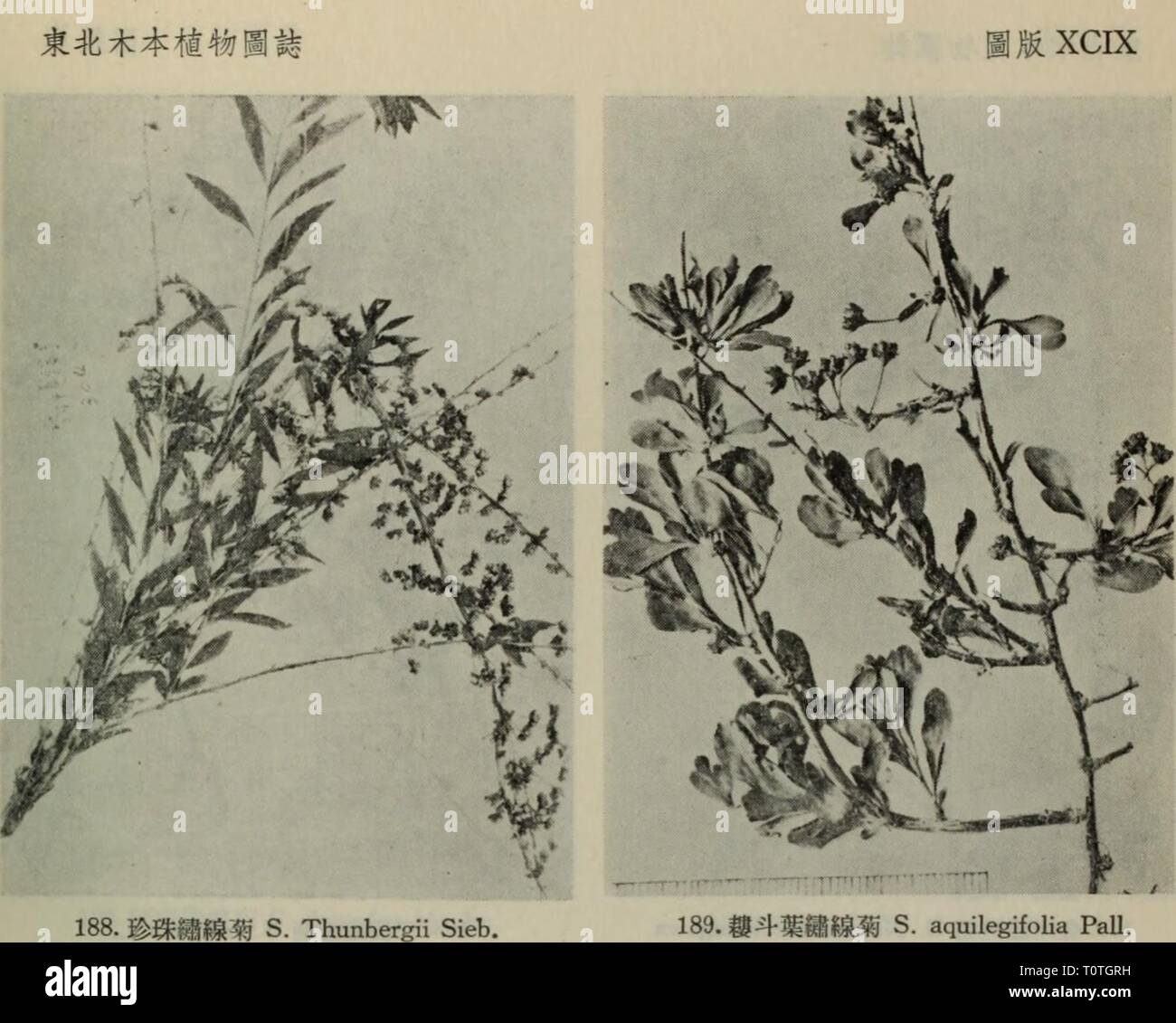 dong bei mu ben zhi dong bei mu ben zhi wu tu zhi ...