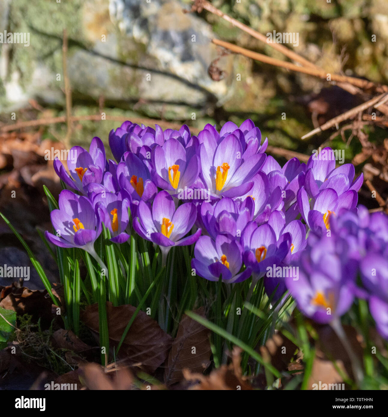 Flowering corm hi-res stock photography and images - Alamy