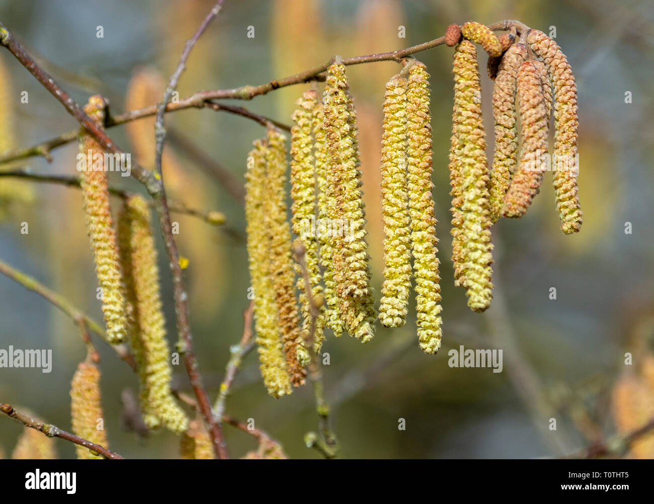Hazel tree male catkins (Corylus avellana Stock Photo - Alamy