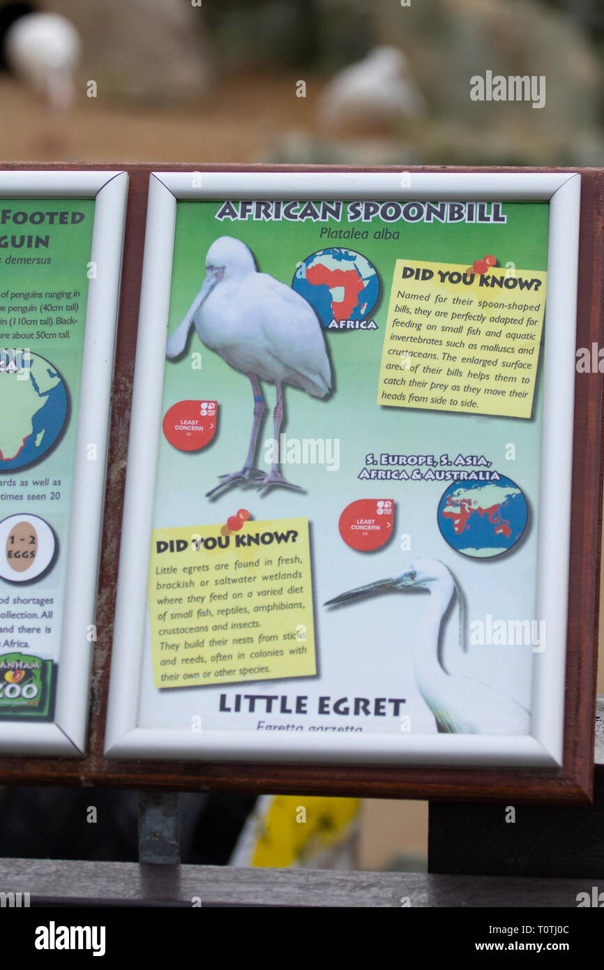 African Spoonbill (Platalea alba Stock Photo - Alamy