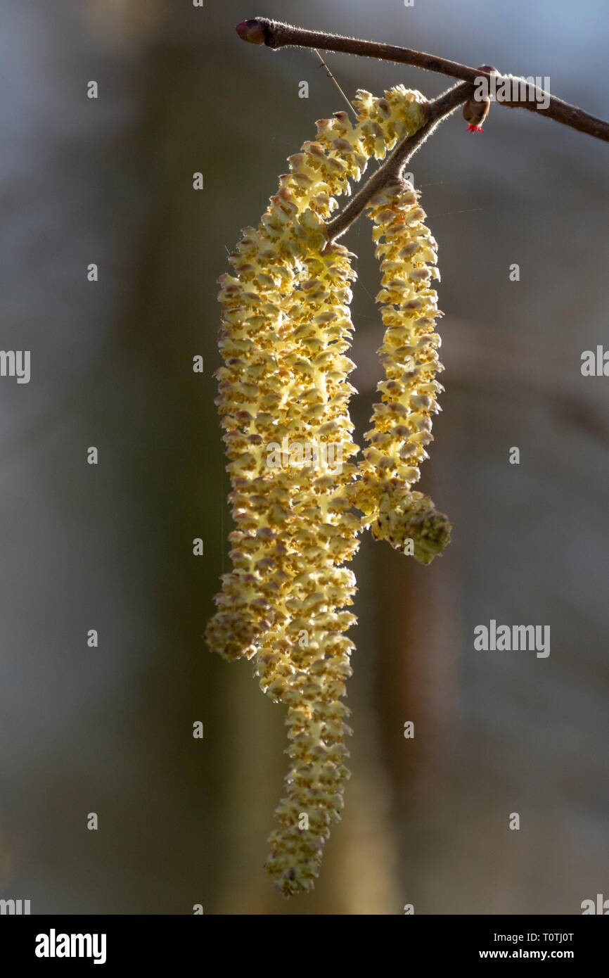 Hazel tree male catkins (Corylus avellana Stock Photo - Alamy