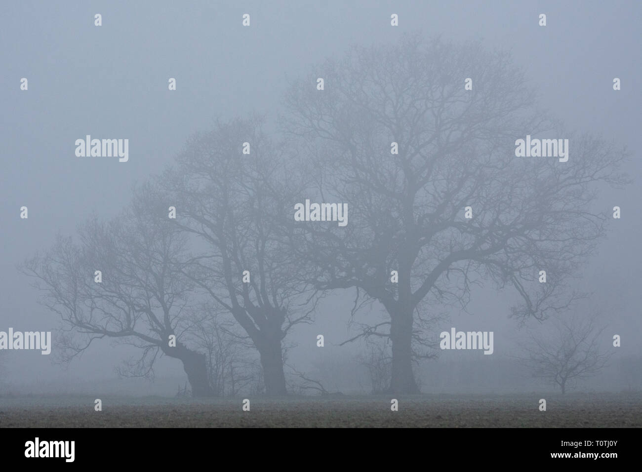 Misty English Oak Trees (Quercus robur Stock Photo - Alamy