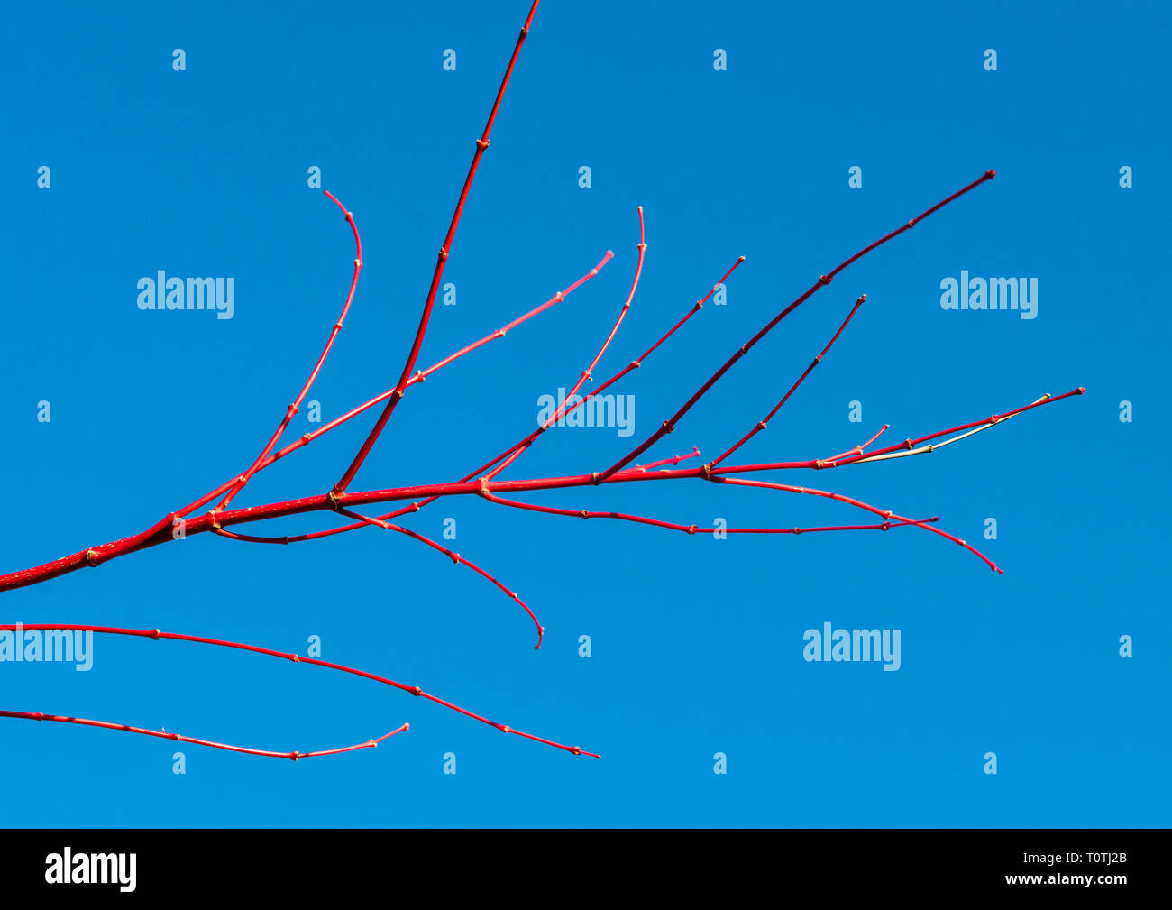 Acer palmatum tree hi-res stock photography and images - Alamy