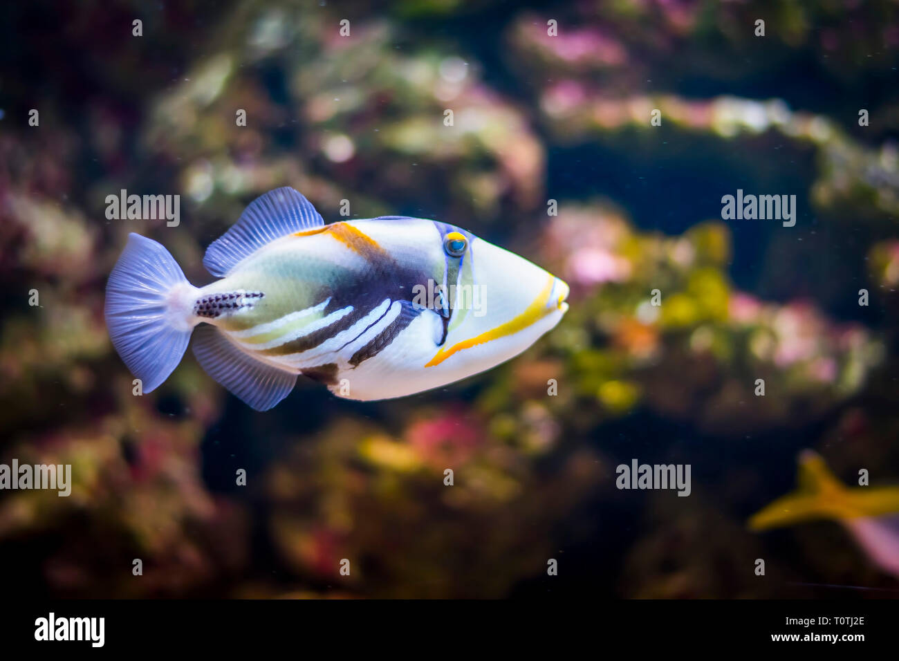 Triggerfish Species