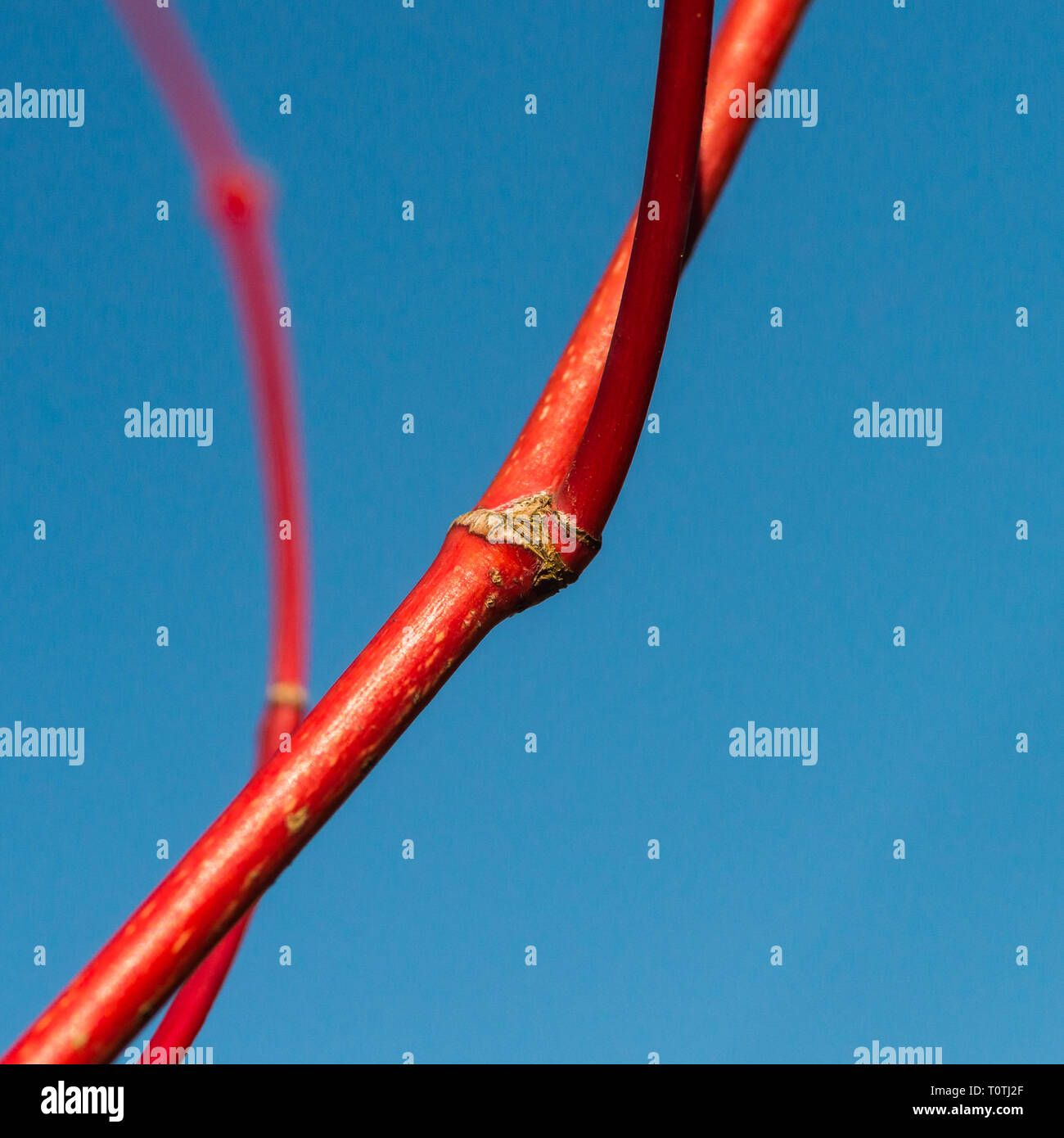 Red branches hi-res stock photography and images - Alamy