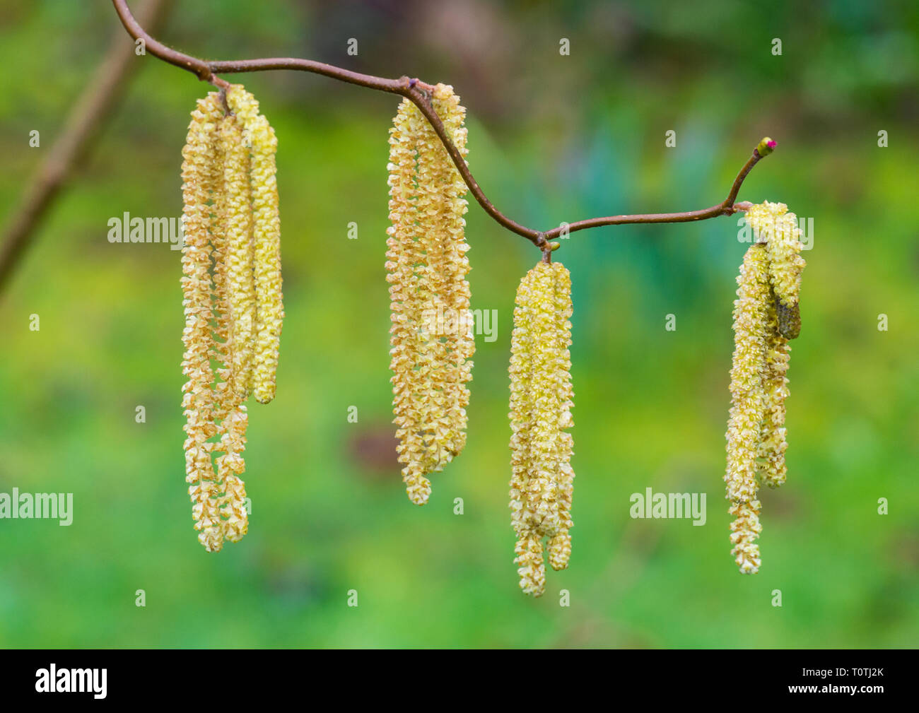 Twisted hazel tree hi-res stock photography and images - Alamy