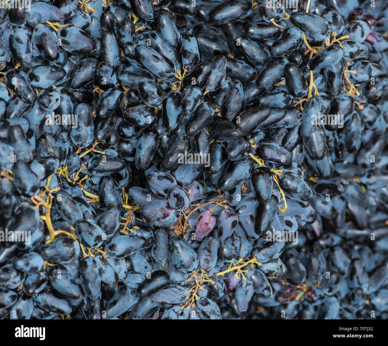 Bunches of blue purple grape. Top view. Texture grapes background Stock ...