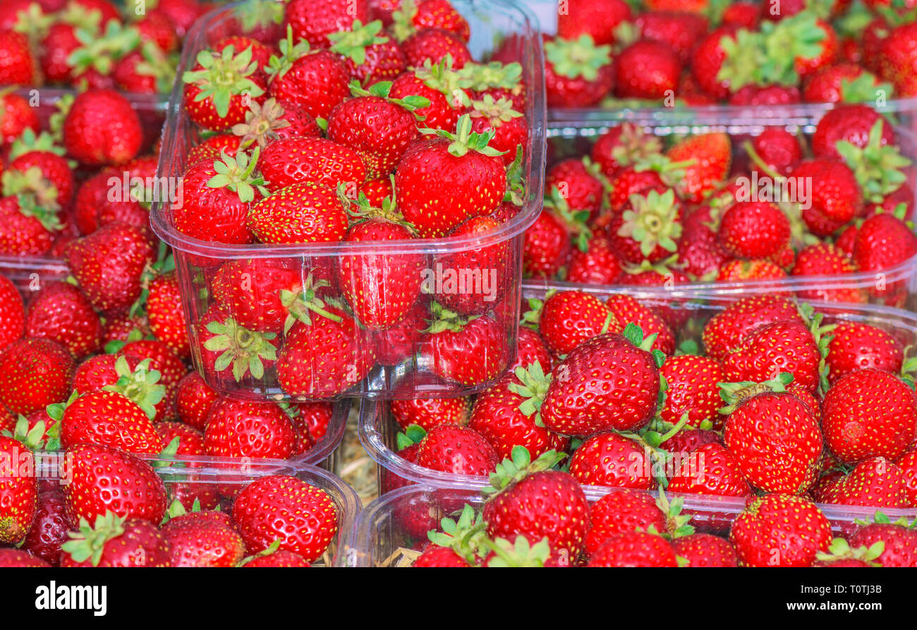 Berries of strawberry garden in packing Stock Photo - Alamy