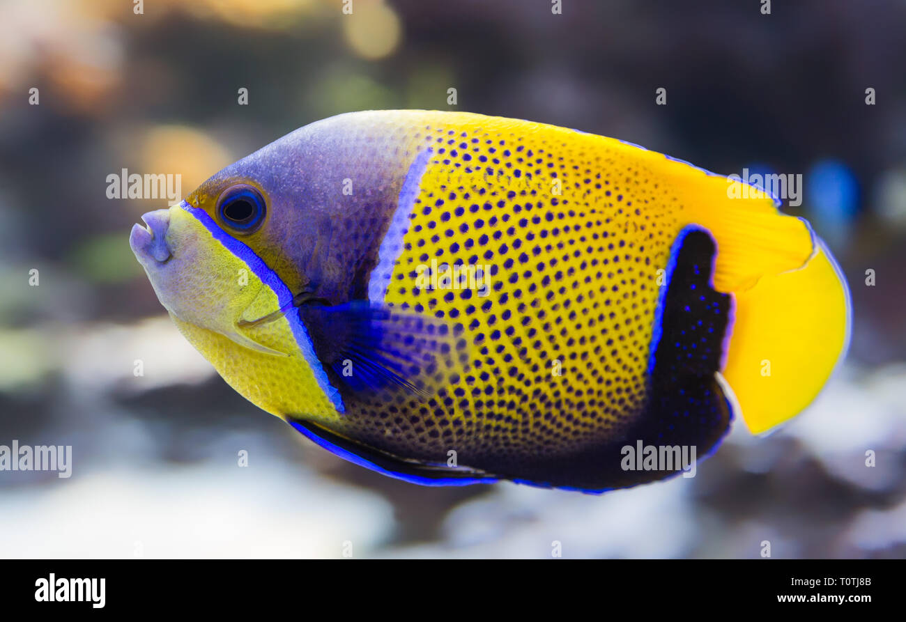 Yellow and blue angel fish hi-res stock photography and images - Alamy