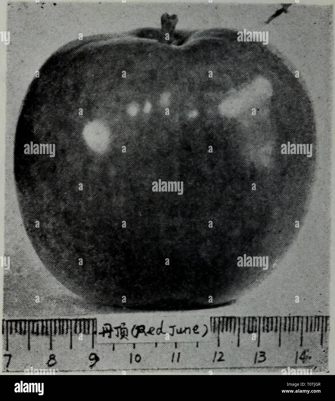 dong bei ping guo pin dong bei ping guo pin zhong jie shuo ...