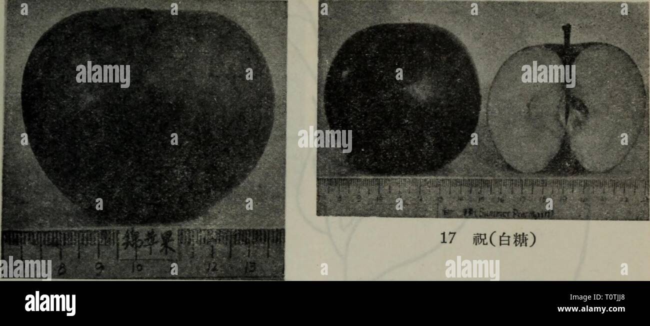 dong bei ping guo pin dong bei ping guo pin zhong jie shuo ...