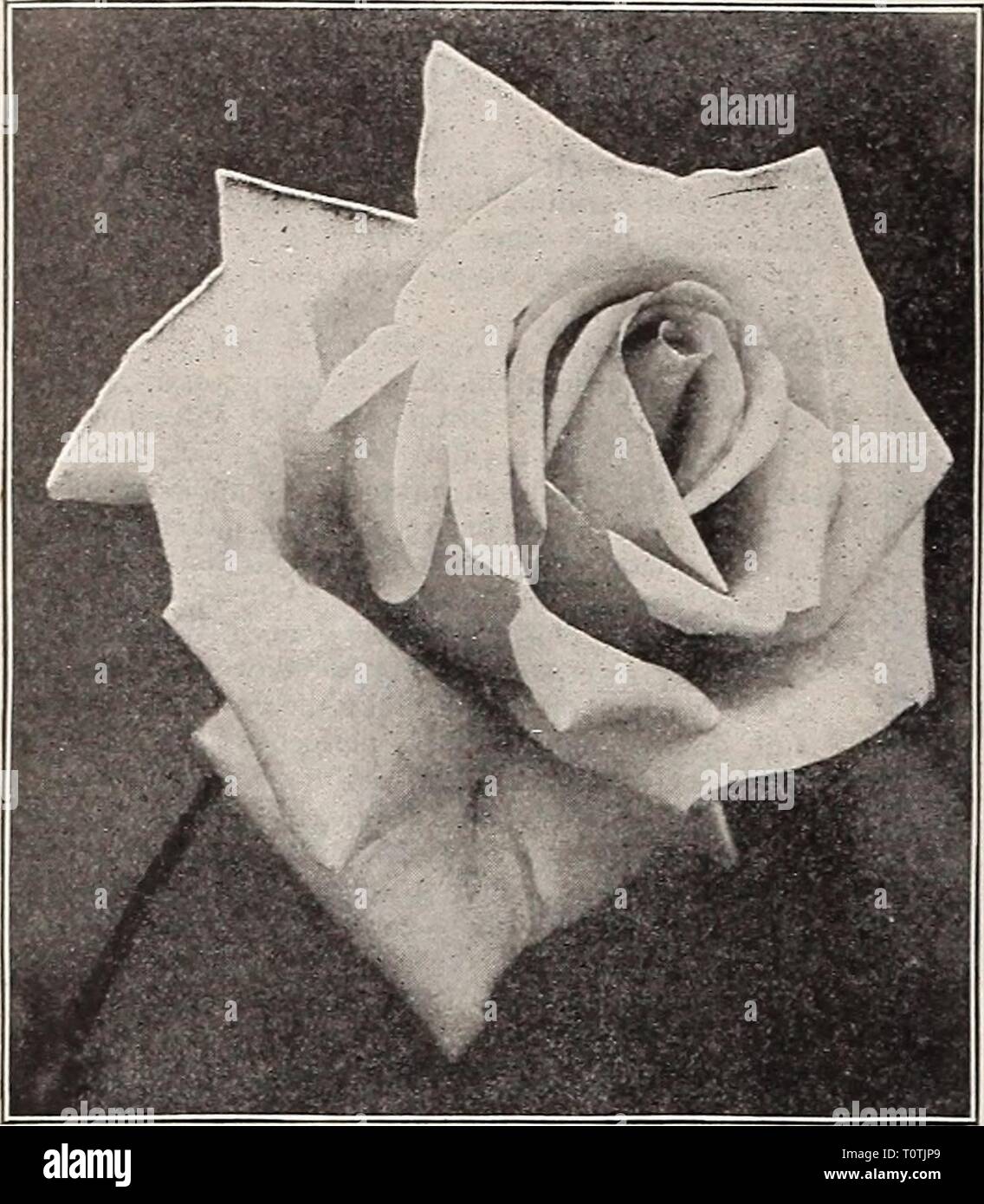 una classe coloring pages of a rose