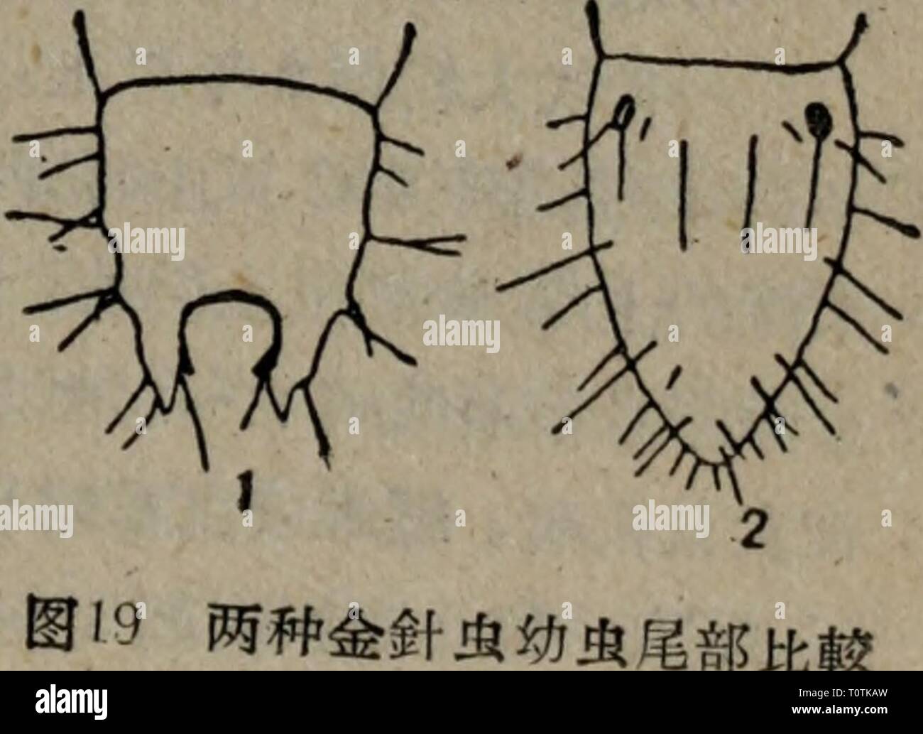 dong bei nong zuo wu dong bei nong zuo wu bing chong hai fang zhi gong ...