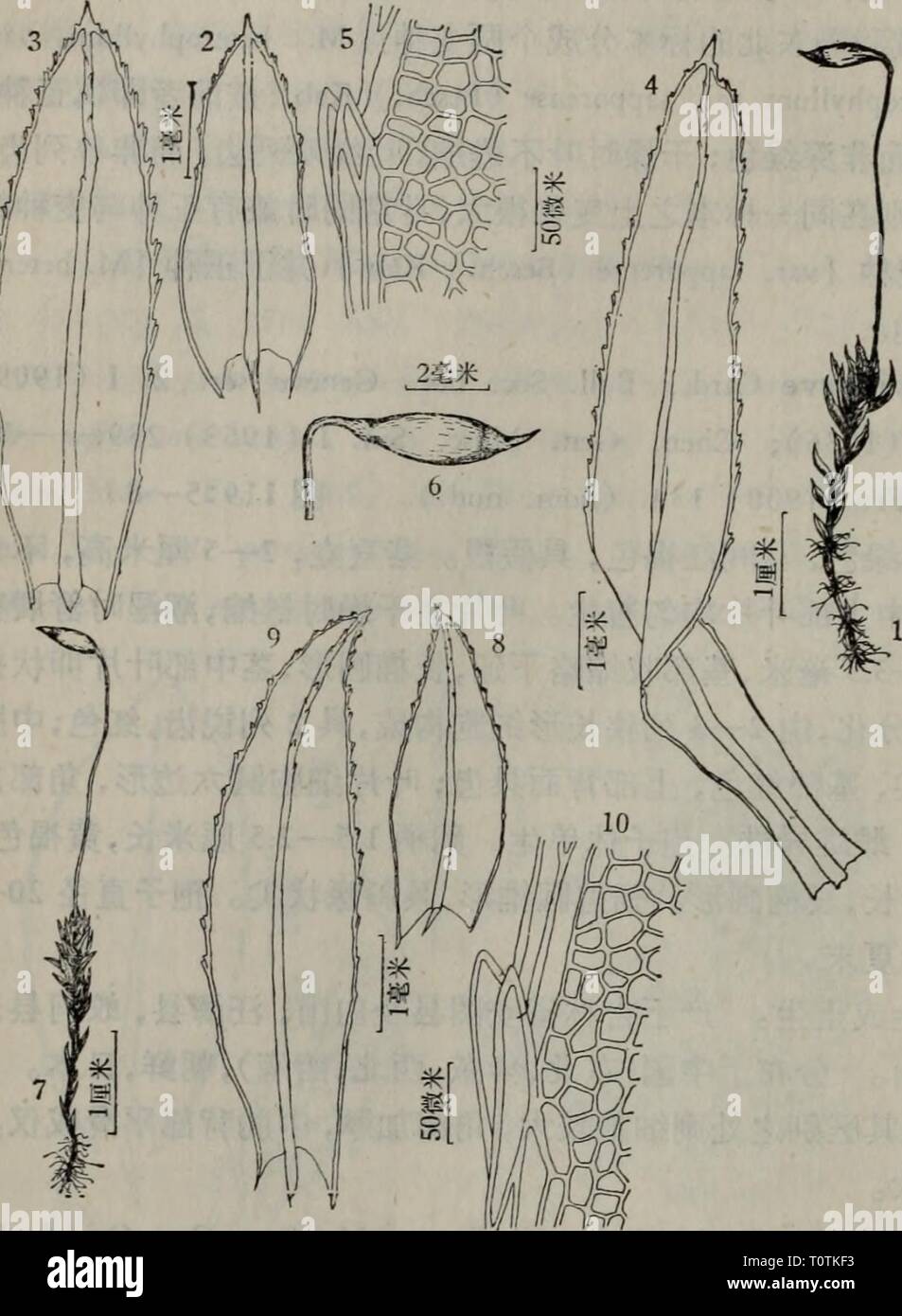 dong bei xian lei zhi Stock Photo - Alamy