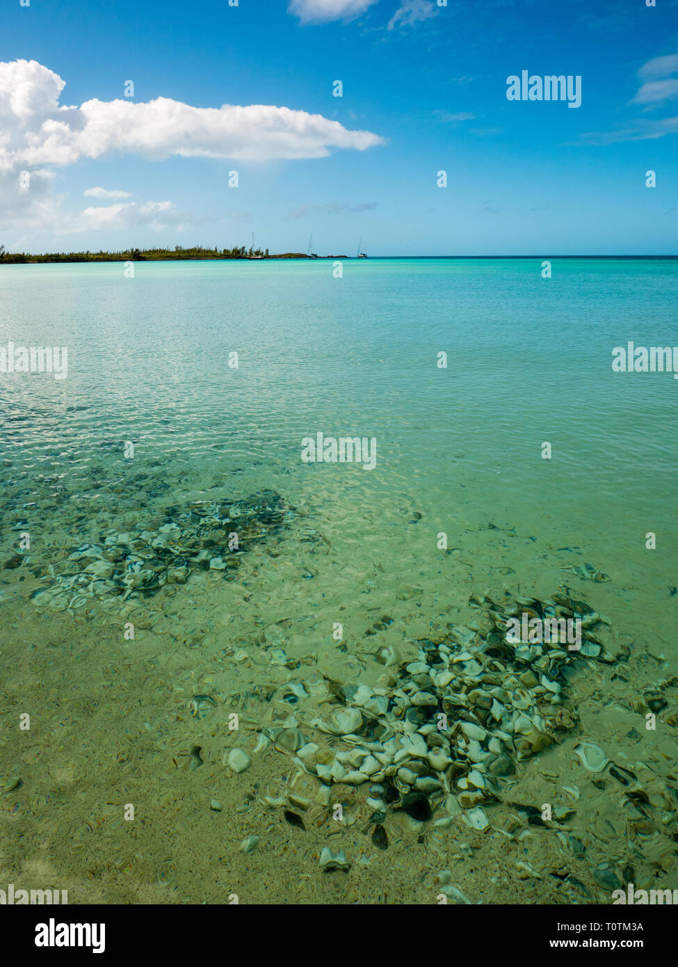 Underwater Sea Shells, Bahamas Beach Landscape, Cocodimama, Governors ...