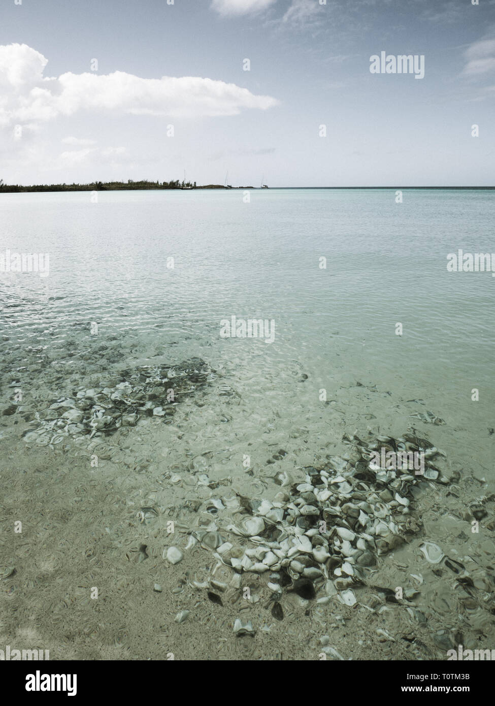 Black and White Tropical Beach, Underwater Sea Shells, Bahamas Beach ...