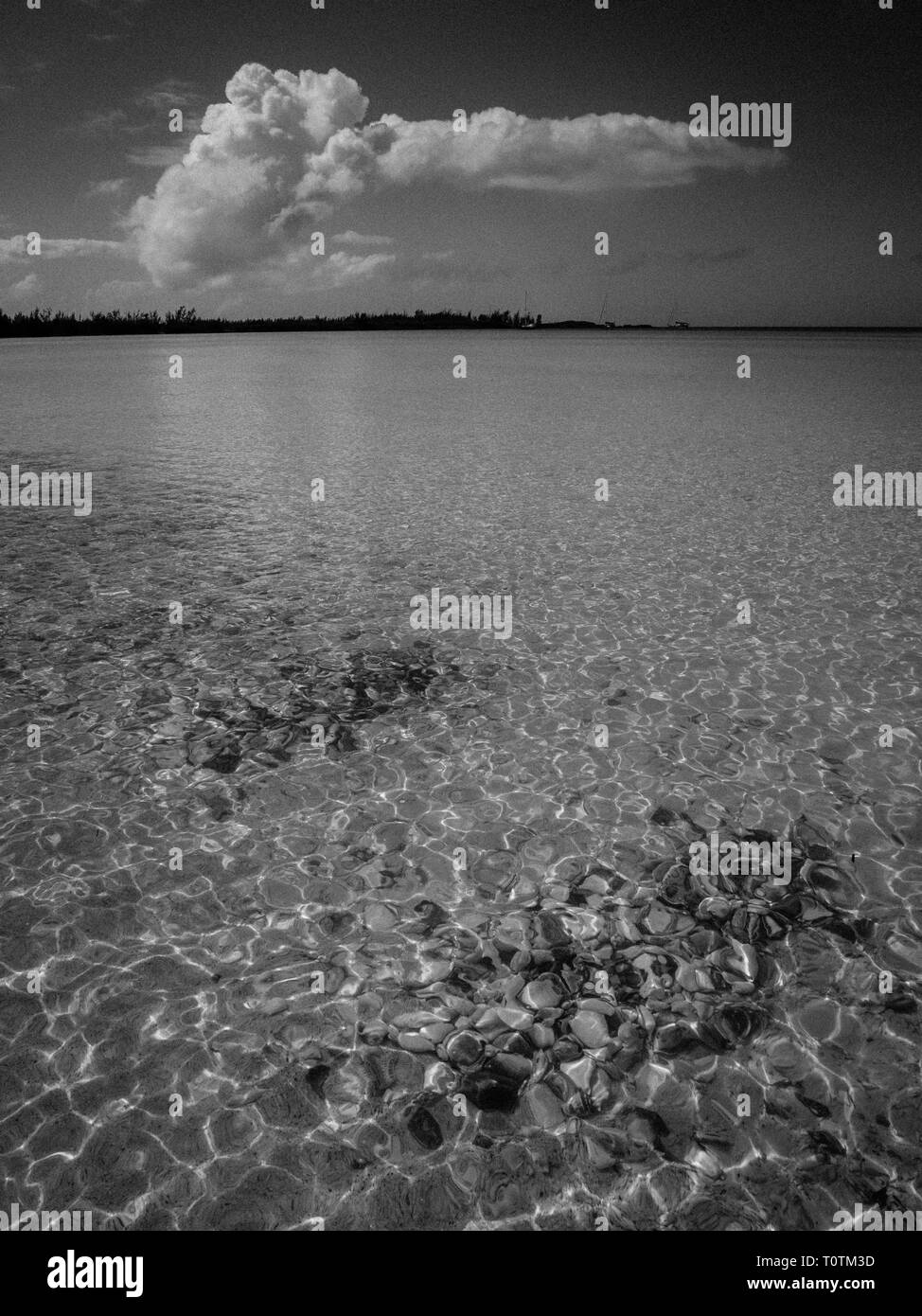 Black and White Tropical Beach, Underwater Sea Shells, Bahamas Beach ...