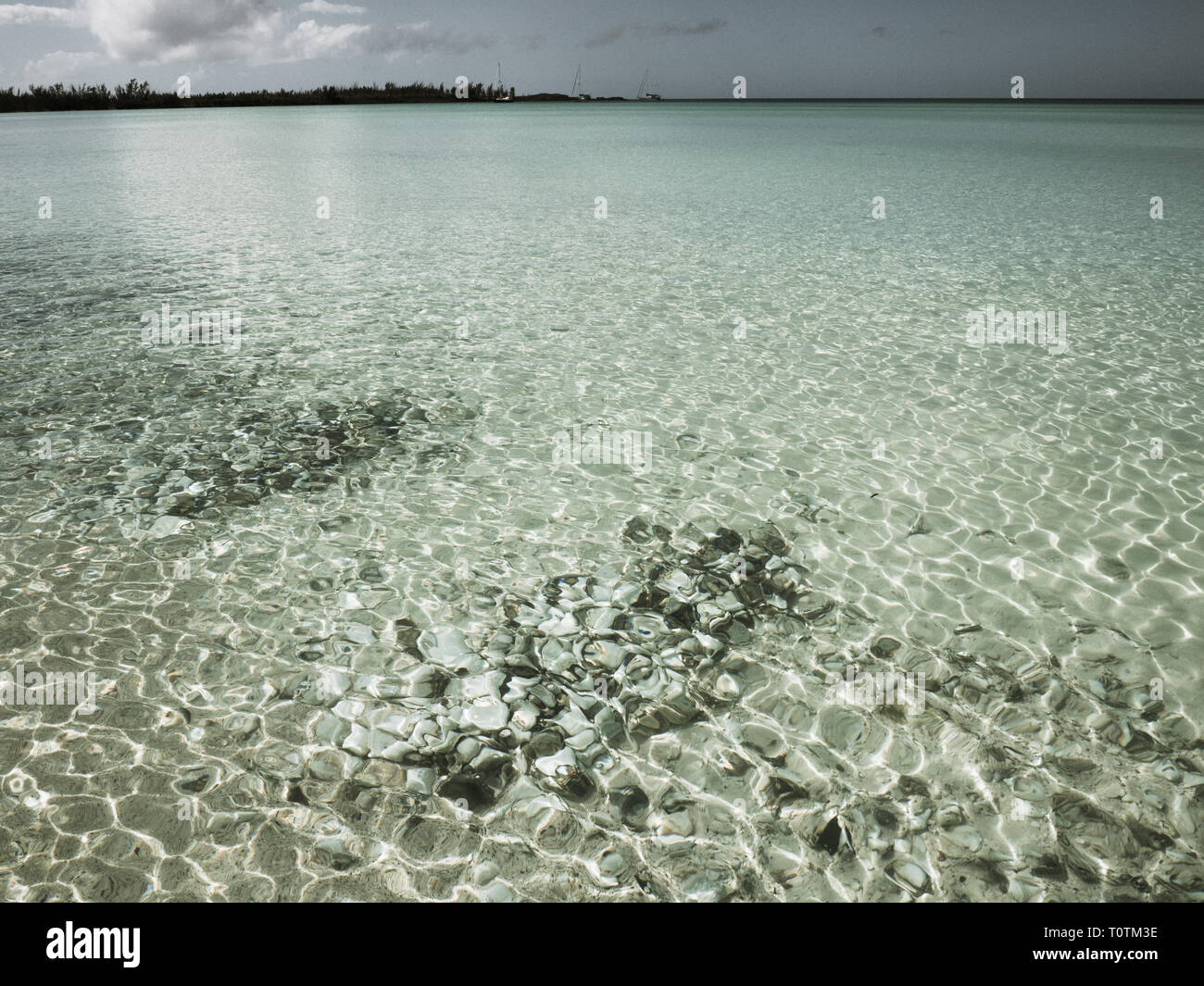 Black and White Tropical Beach, Underwater Sea Shells, Bahamas Beach ...