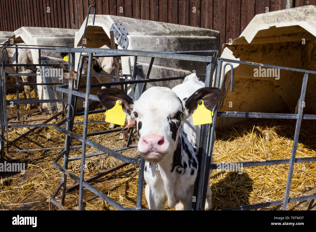 Calf in the box Stock Photo - Alamy