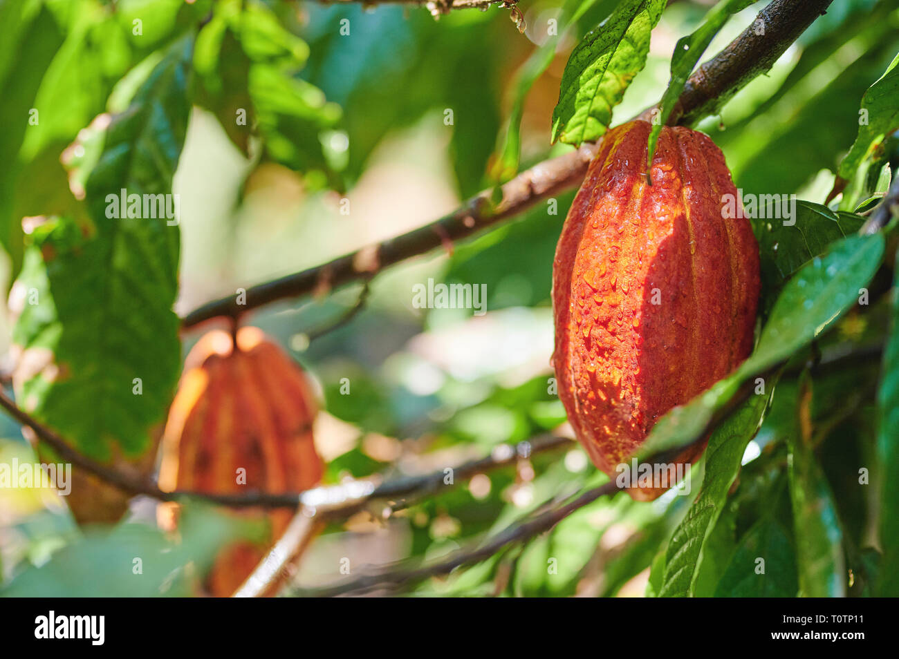 Orange color fresh cocoa pod on blurred tree background Stock Photo - Alamy