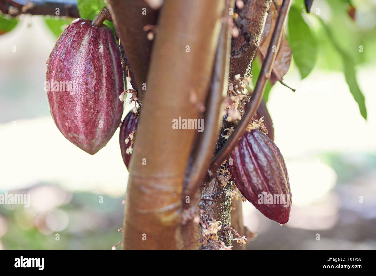 Cocoa tree flower hi-res stock photography and images - Alamy