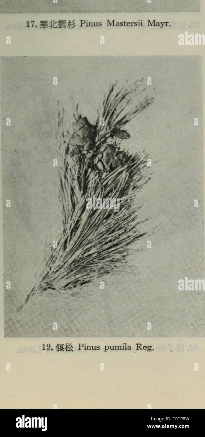 dong bei mu ben zhi Stock Photo - Alamy