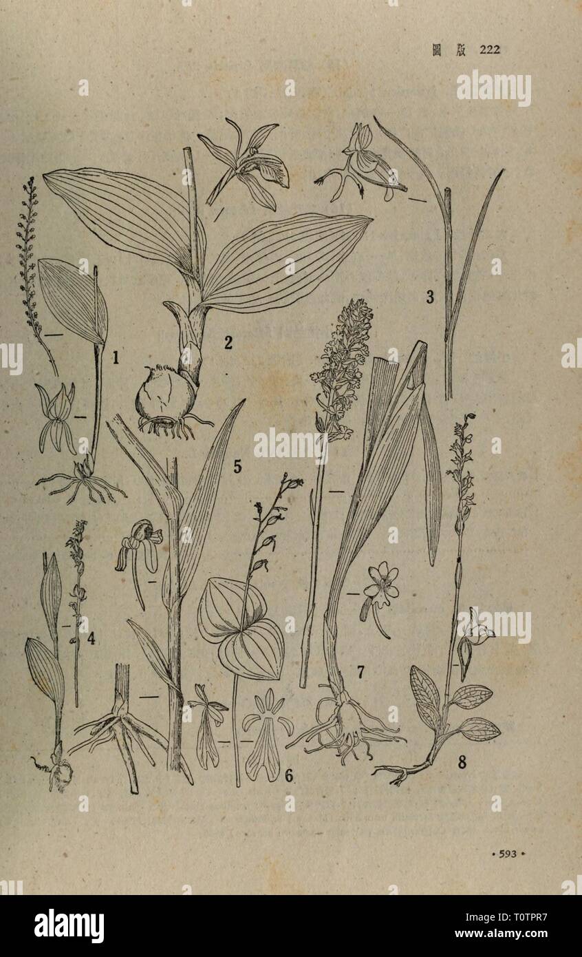 dong bei zhi wu jian dong bei zhi wu jian suo biao ...