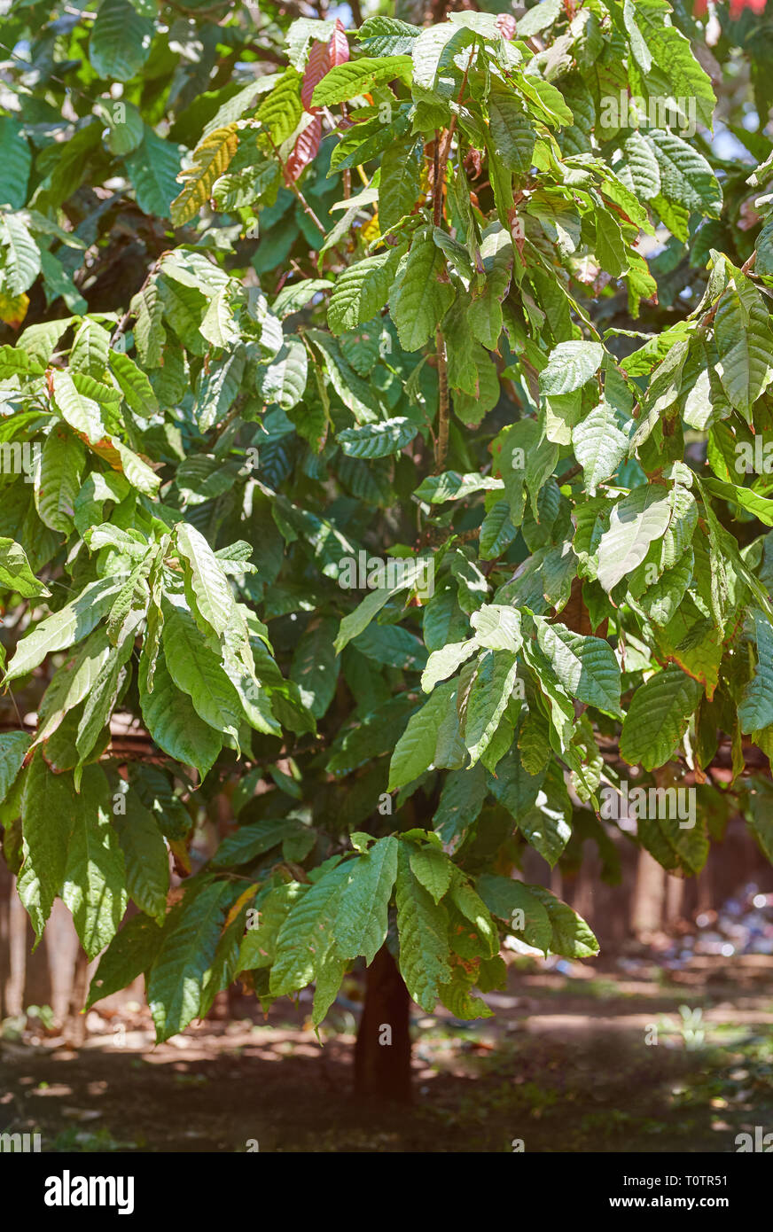 Cacao tree hi-res stock photography and images - Alamy