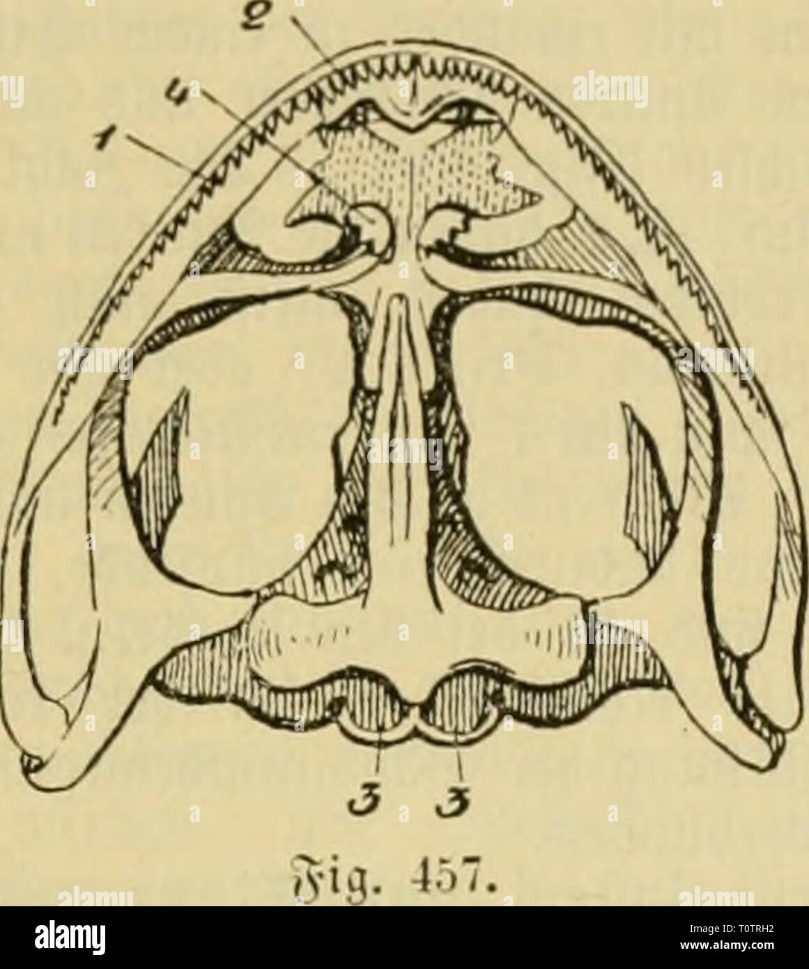 Dr Johannes Leunis Synopsis der Stock Photo - Alamy