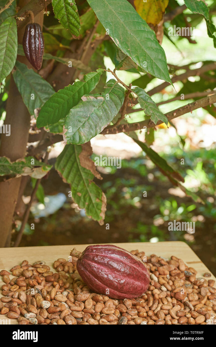 One red cacao pod on dry cocoa beans on tree background Stock Photo - Alamy