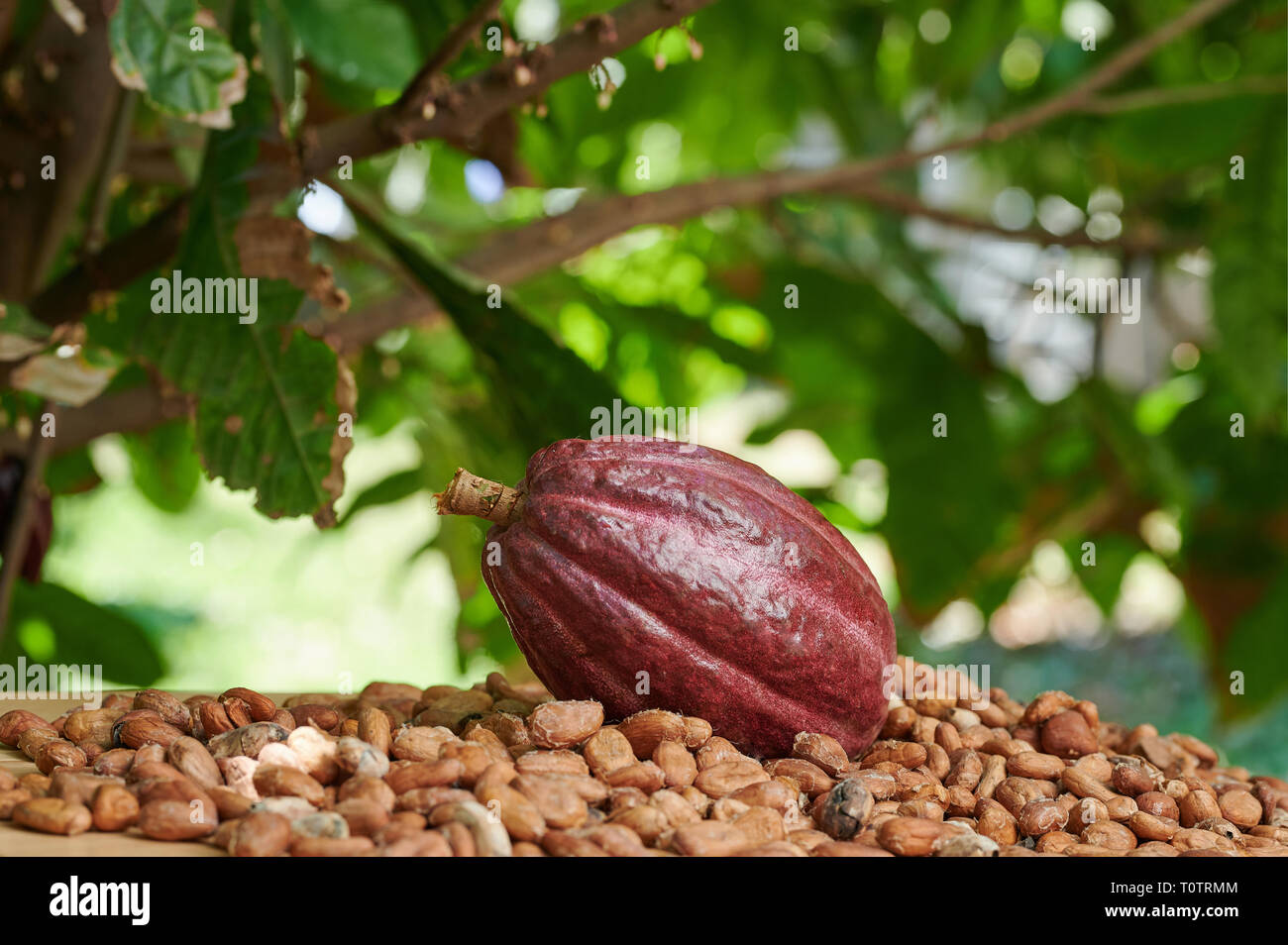 Red ready cacao pod on blurred farm tree background Stock Photo - Alamy