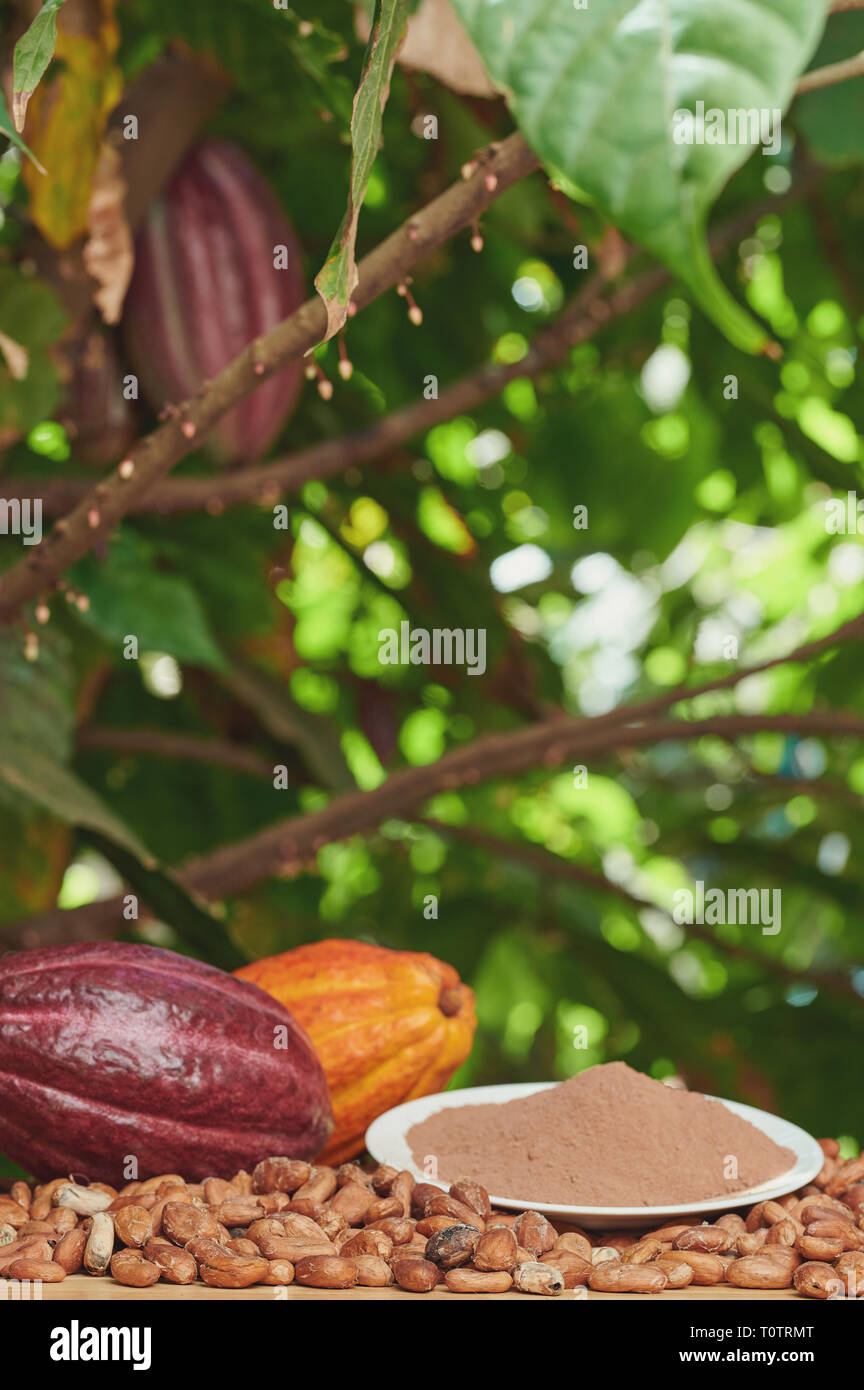 Cocoa tree seeds hi-res stock photography and images - Alamy