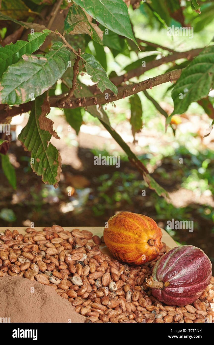 Cacao plant hi-res stock photography and images - Alamy