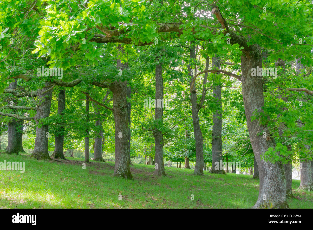 Grove bright green oak trees with bright green spring time leaves ...