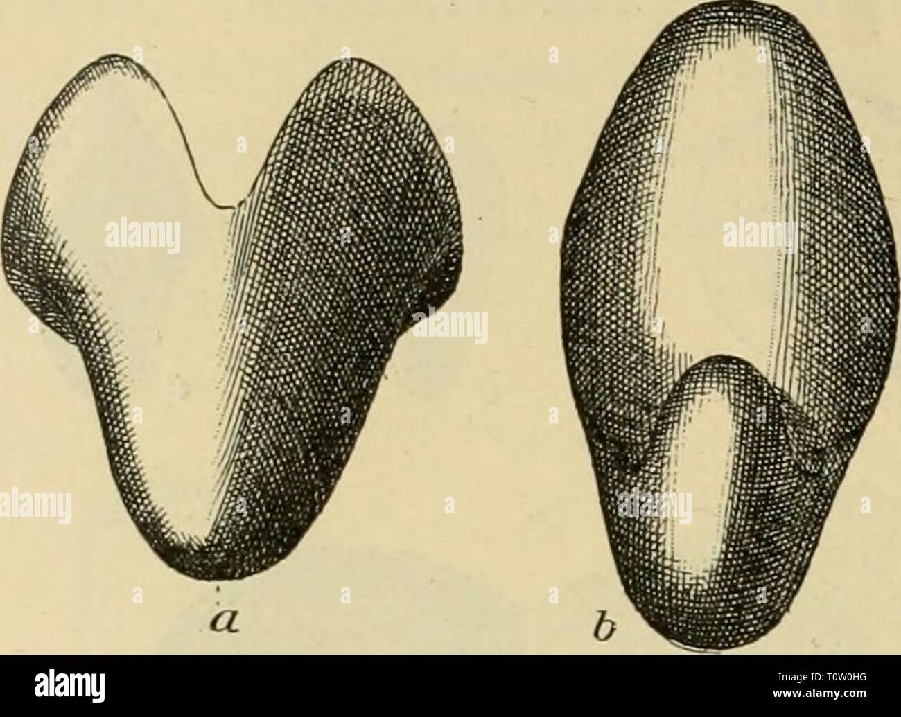 Runzeln hi-res stock photography and images - Alamy