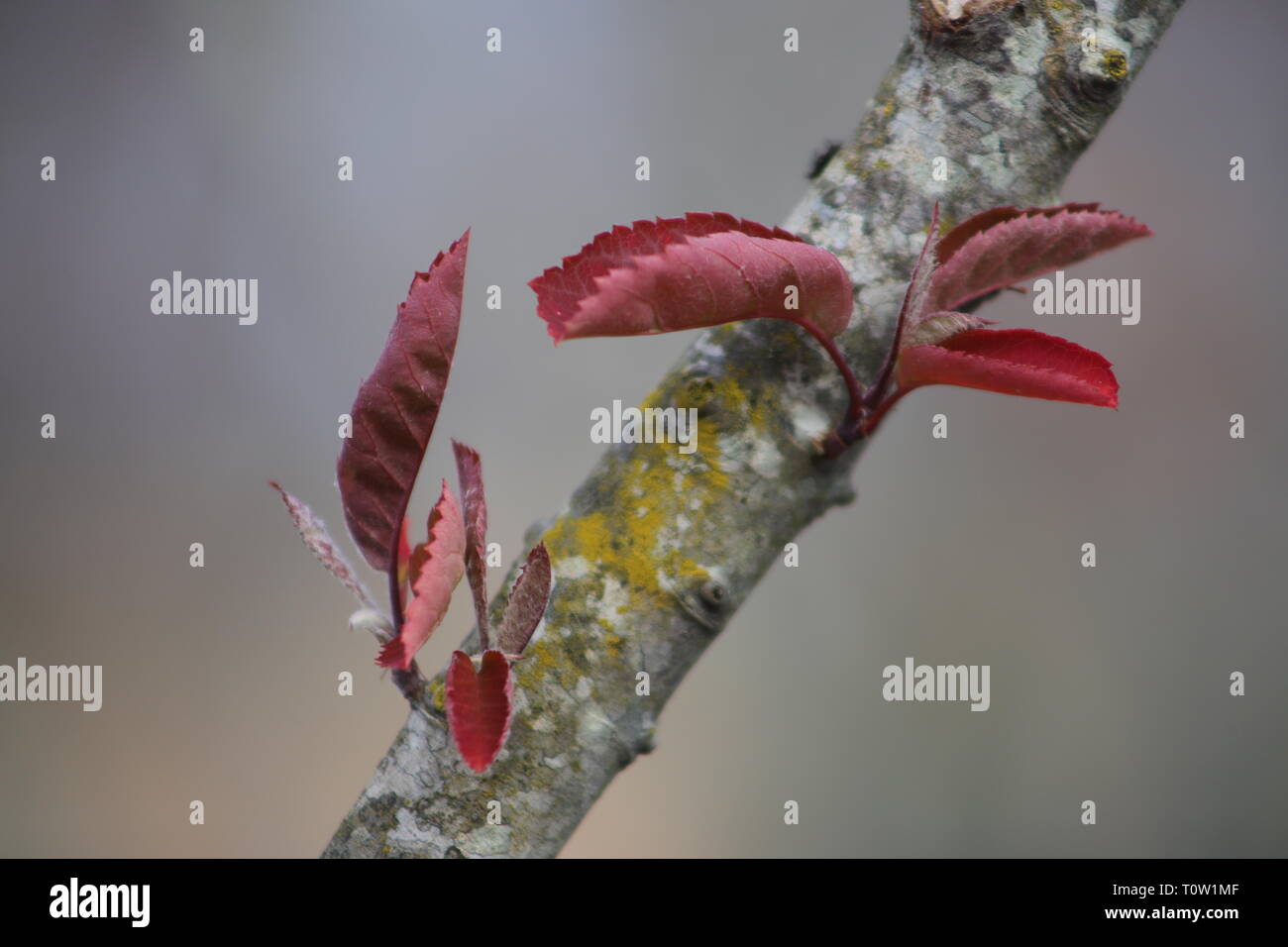 Tree branch with spring leaves Stock Photo - Alamy