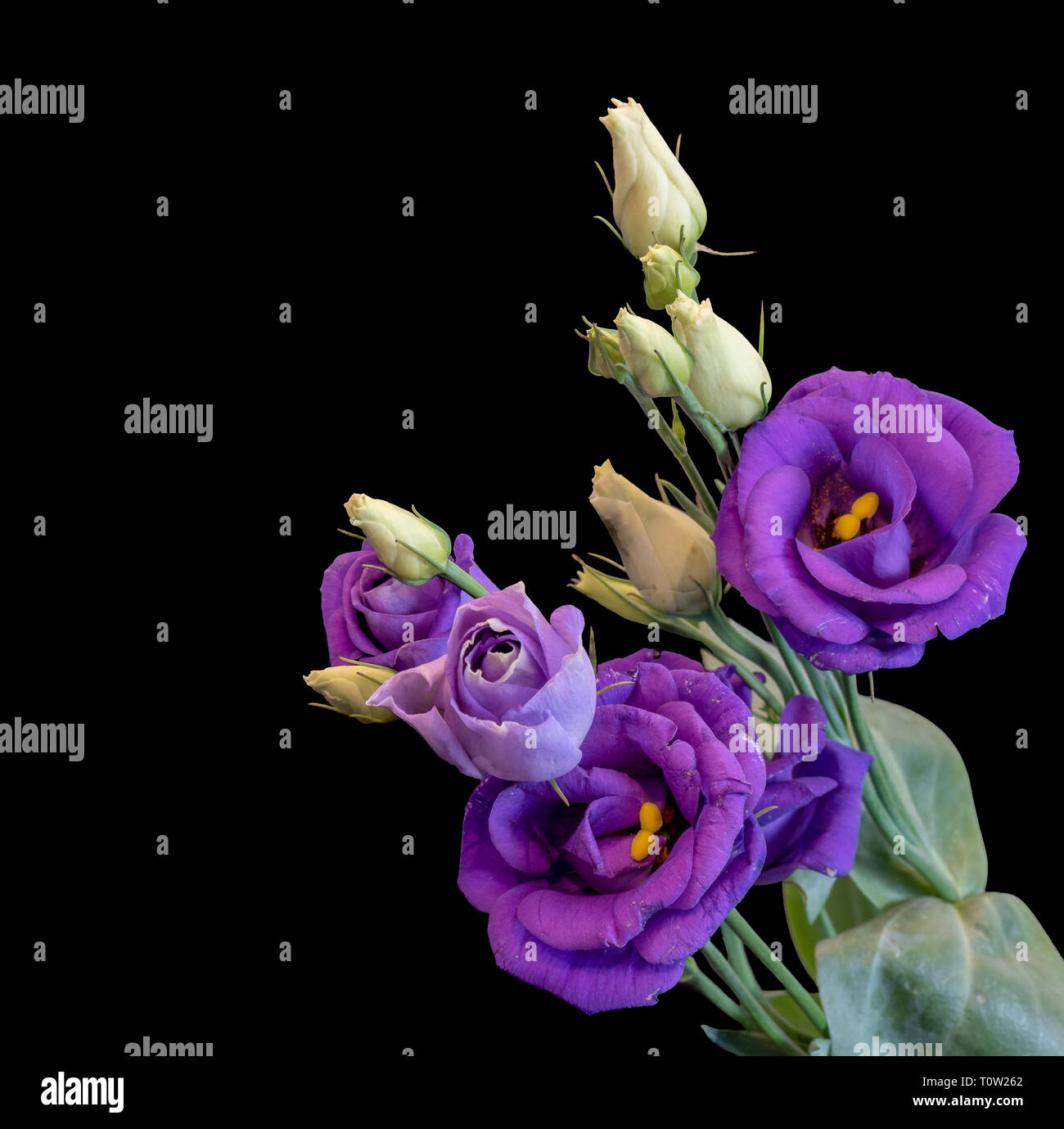 Bluebell still life hi-res stock photography and images - Alamy