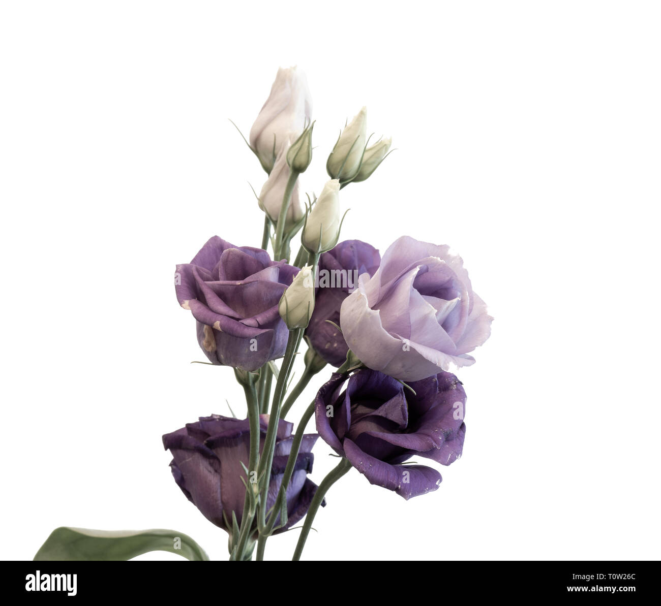 Fine art still life high key pastel color macro of a bunch of violet ...