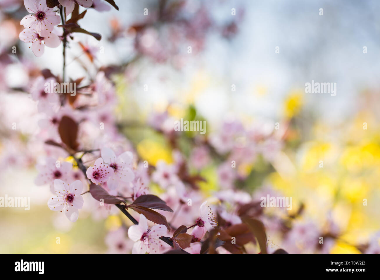 Blooming spring flowers Cherry blossoms Stock Photo - Alamy