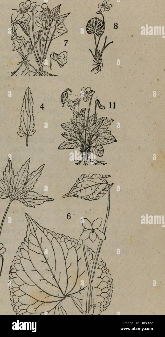 dong bei zhi wu jian Stock Photo - Alamy