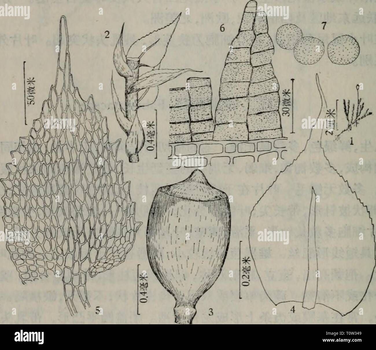 dong bei xian lei zhi Stock Photo - Alamy