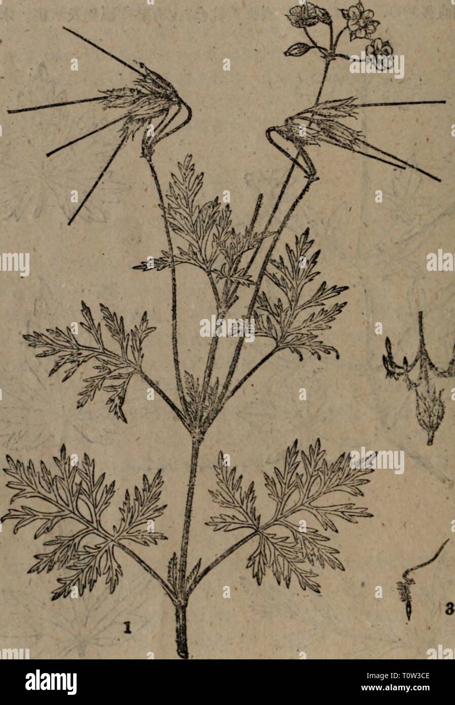 dong bei zhi wu yao Stock Photo - Alamy