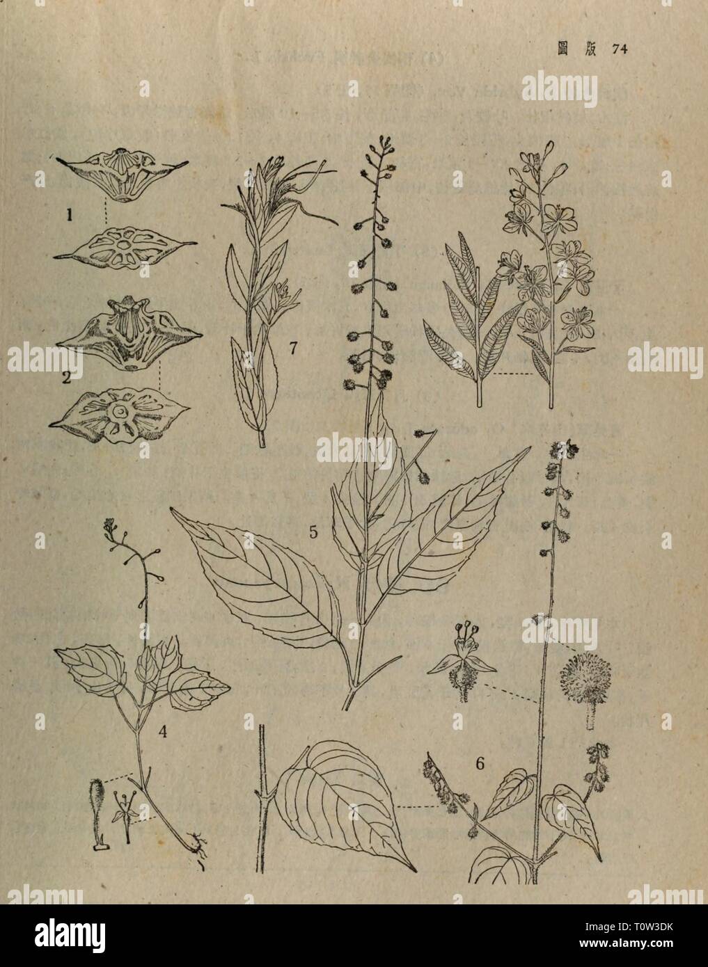 dong bei zhi wu jian Stock Photo - Alamy