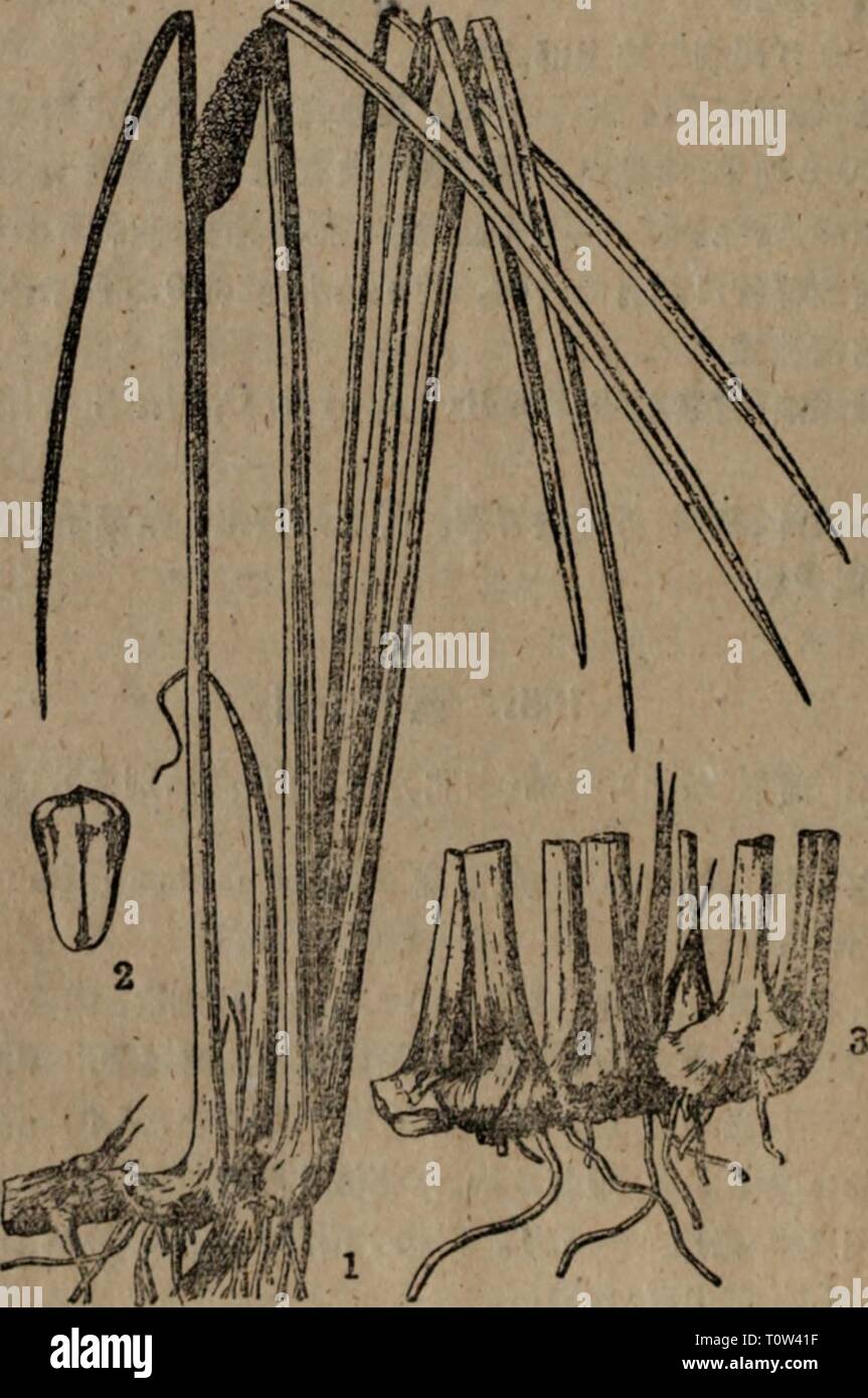 dong bei zhi wu yao Stock Photo - Alamy