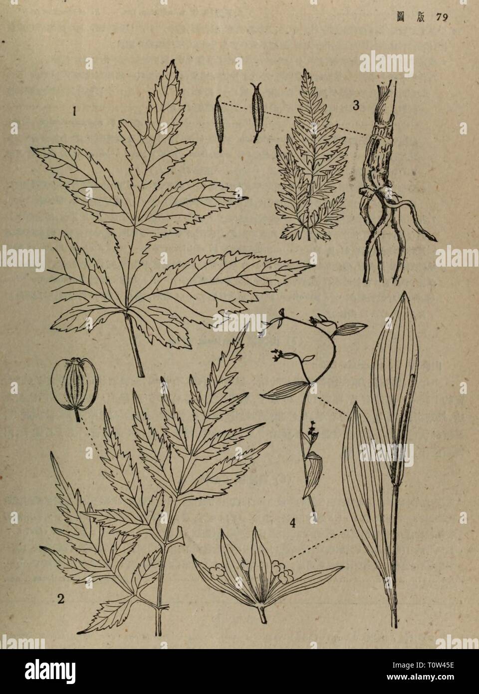 dong bei zhi wu jian Stock Photo - Alamy